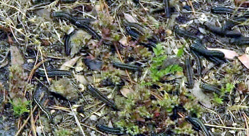 Army worms on the march - ABC News