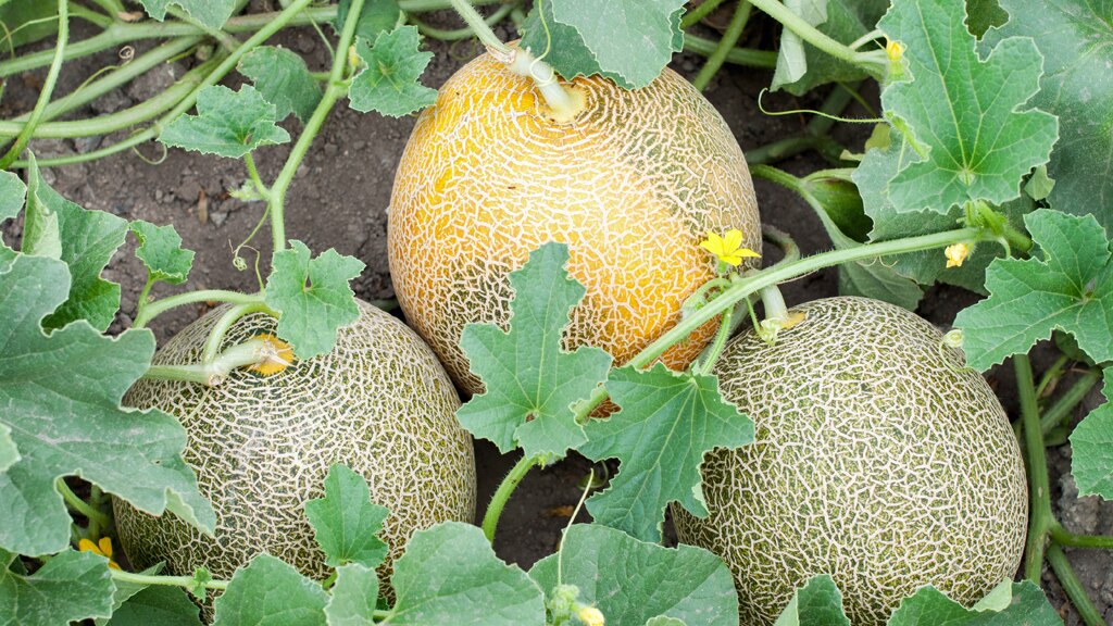 Rockmelon (Cantaloupe) - Gardening Australia