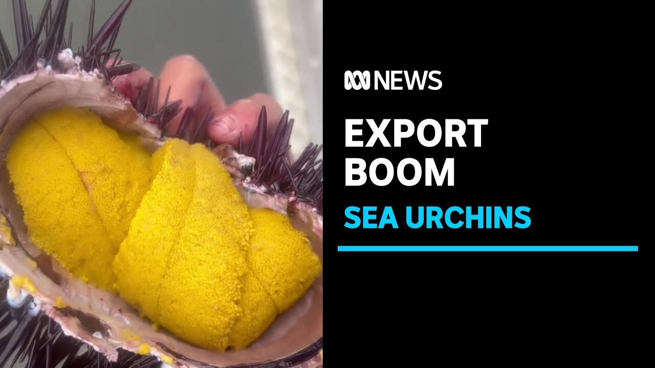 Sea urchin roe factories turn marine menace into opportunity - ABC News