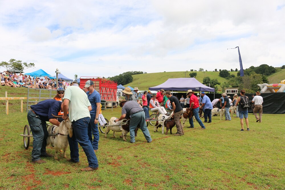 Feral goat races save the annual Comboyne Show - ABC News
