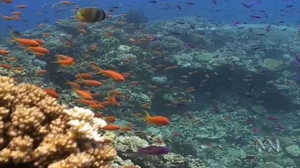 ABC 7:30: Ellison Reef: has it been saved? - ABC Education