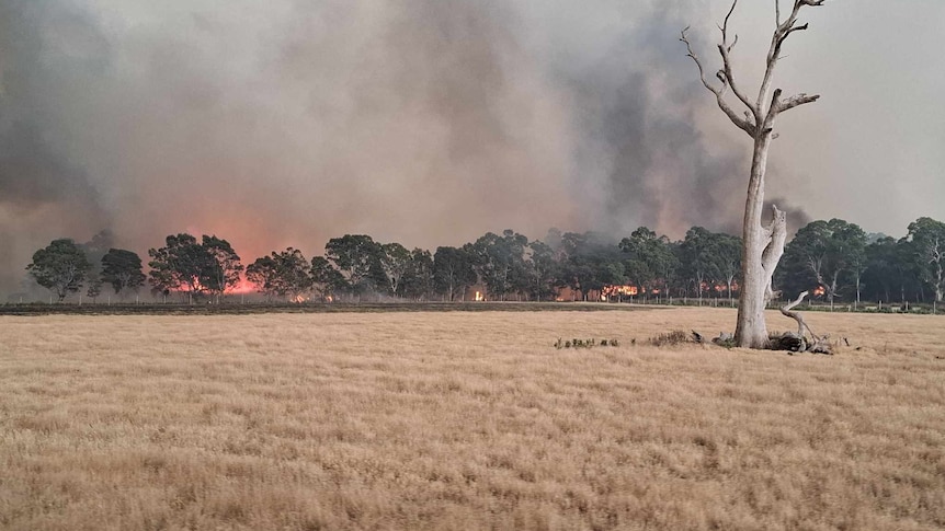 Preparedness credited with mitigating impact of Victorian fires - ABC ... Preparedness credited with mitigating impact of Victorian fires - ABC ...
