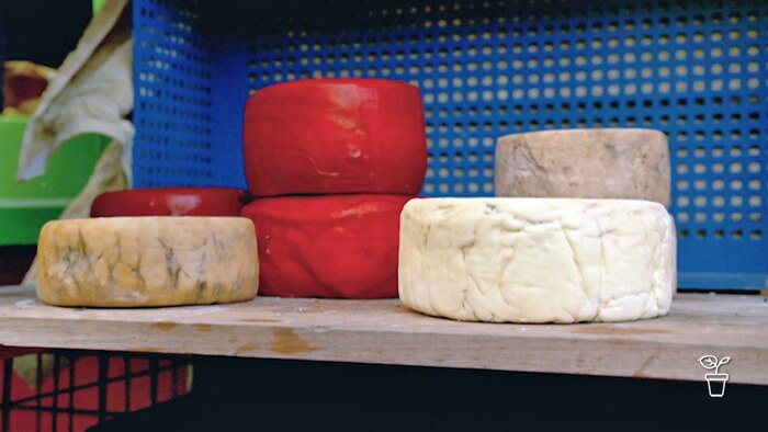 Easy Cheese - Gardening Australia
