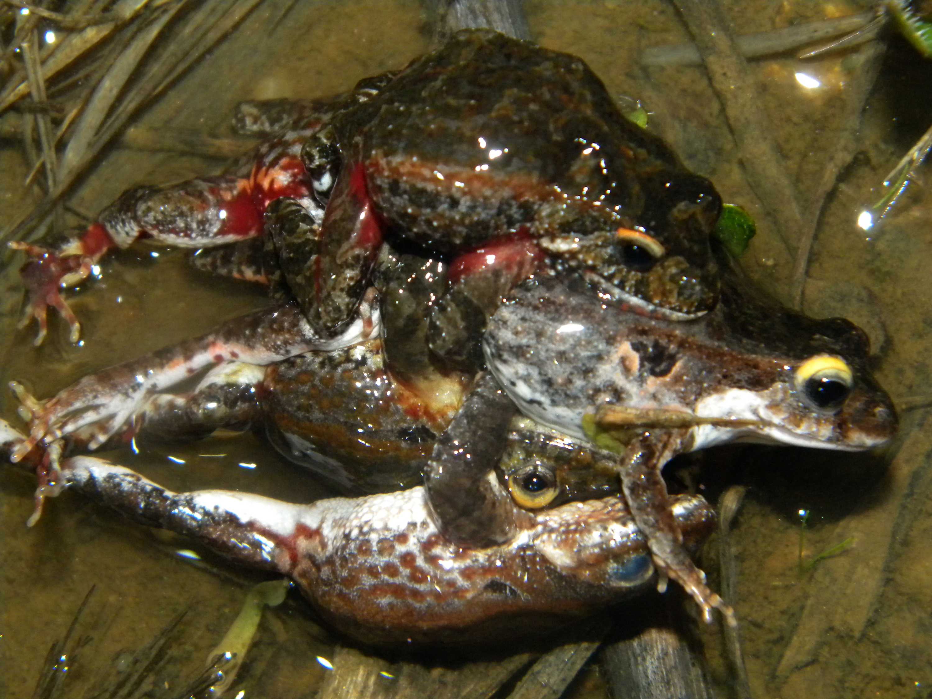 Big arms do not help male quacking frogs win a mate - ABC News