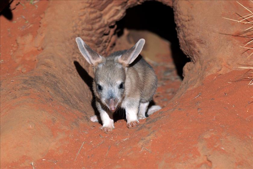 Bilby Baby - ABC News