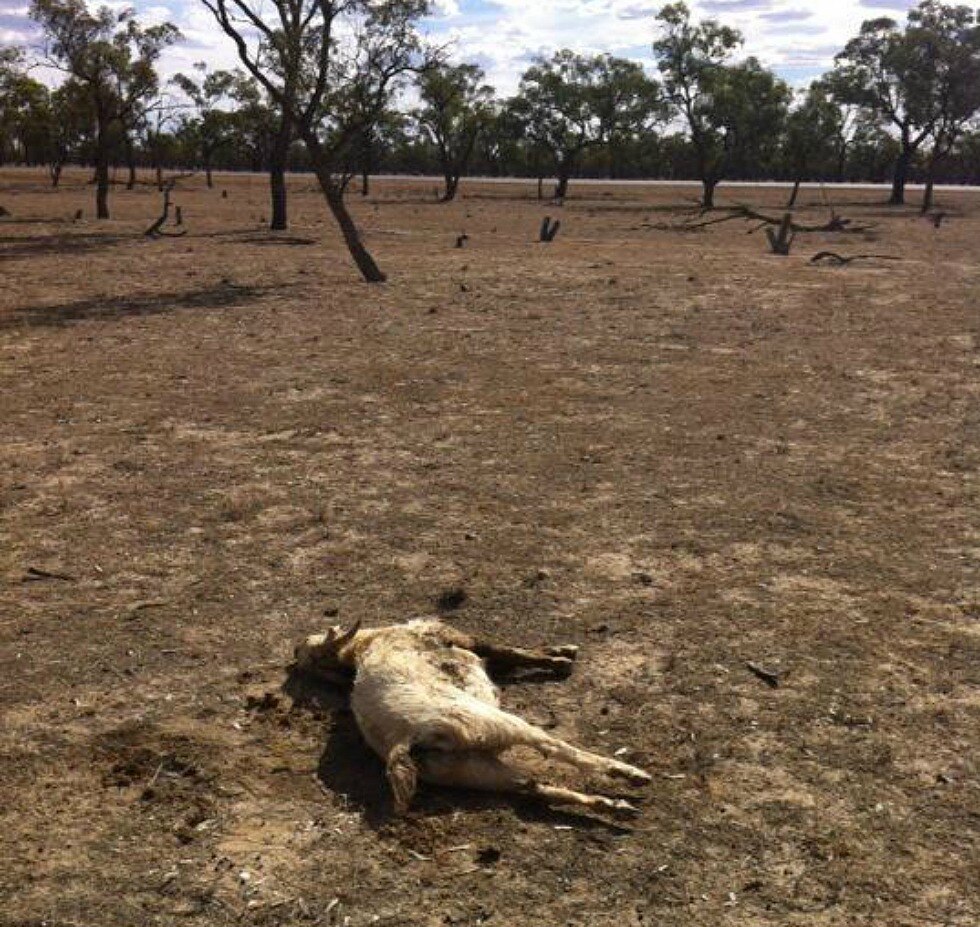 Goats shot dead in outback 'thrill' attack in far west New South Wales ...