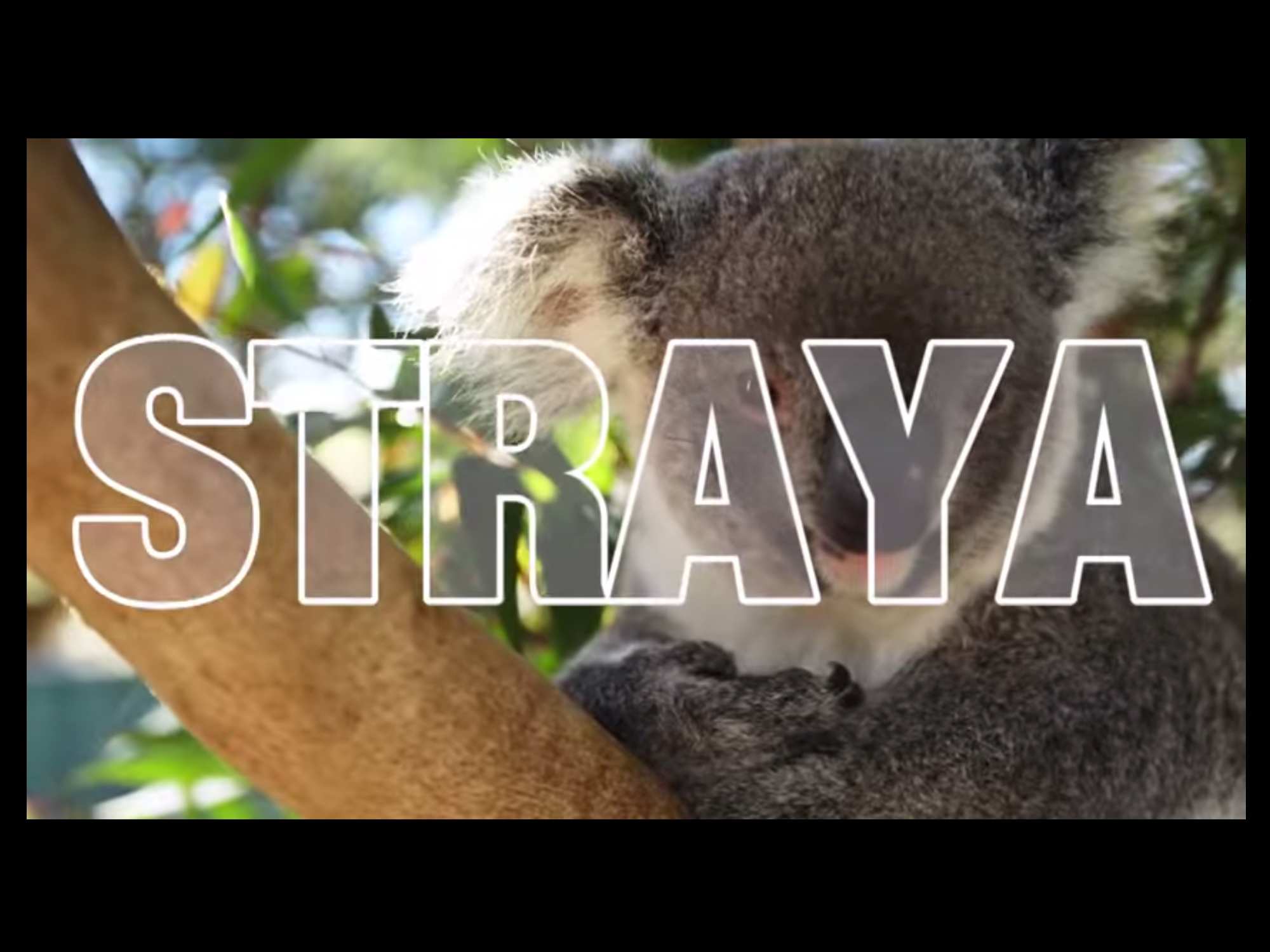 Viral video Straya made for 'basic amusement' says creator Terry Mann ...