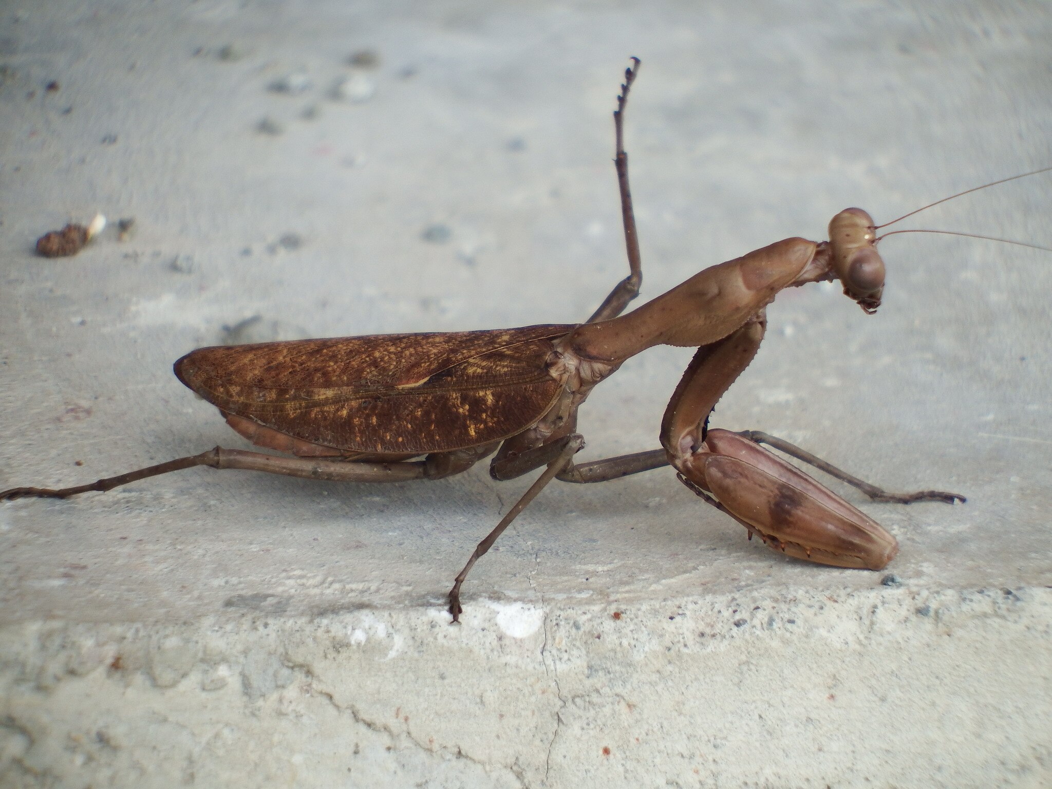 PNG's Snake Mantis last seen in 1945 - ABC Pacific