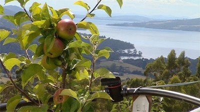Pruning Dwarf Fruit Trees - Gardening Australia