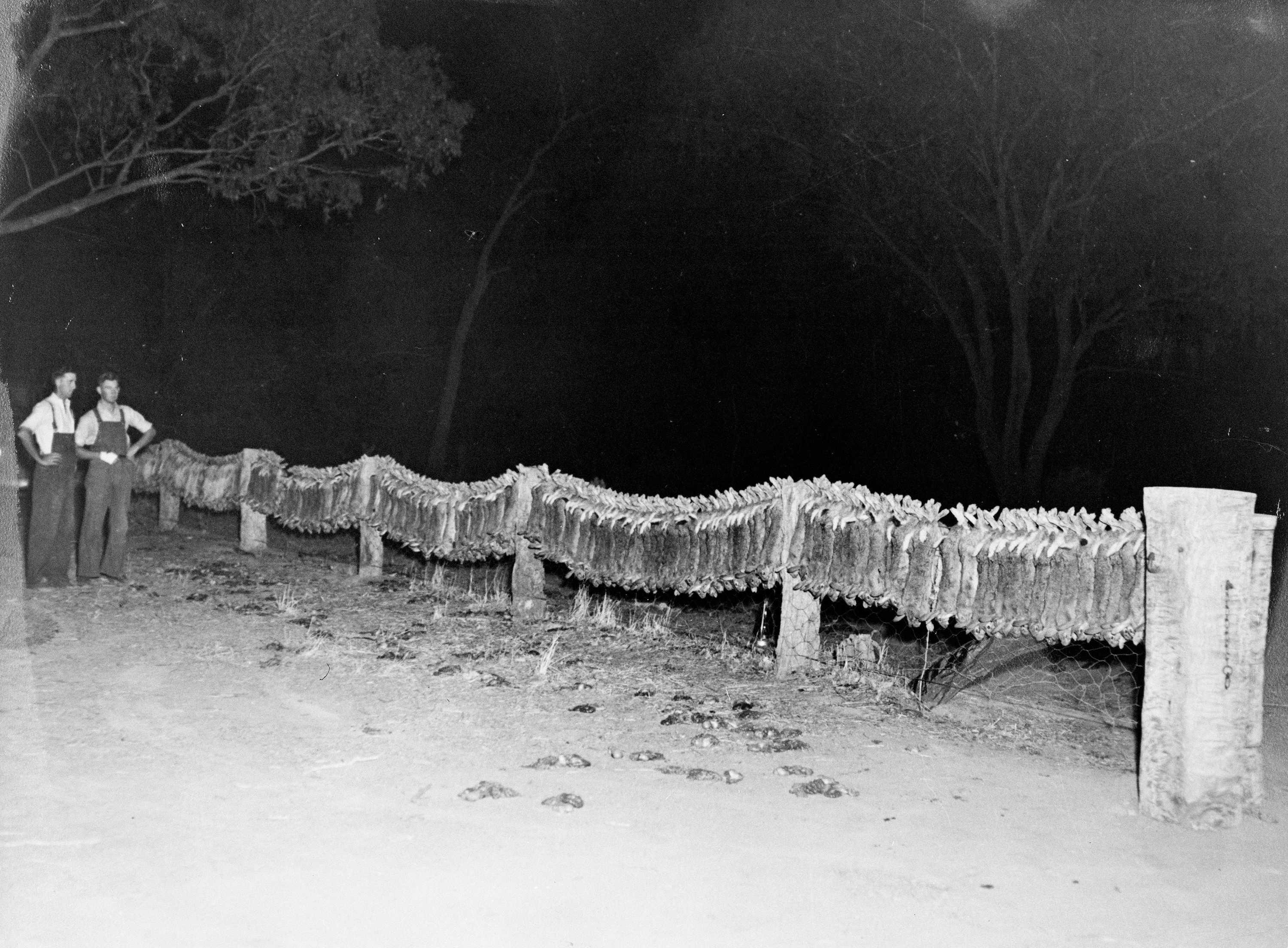 Louis Pasteur and the $10m rabbit reward - ABC listen