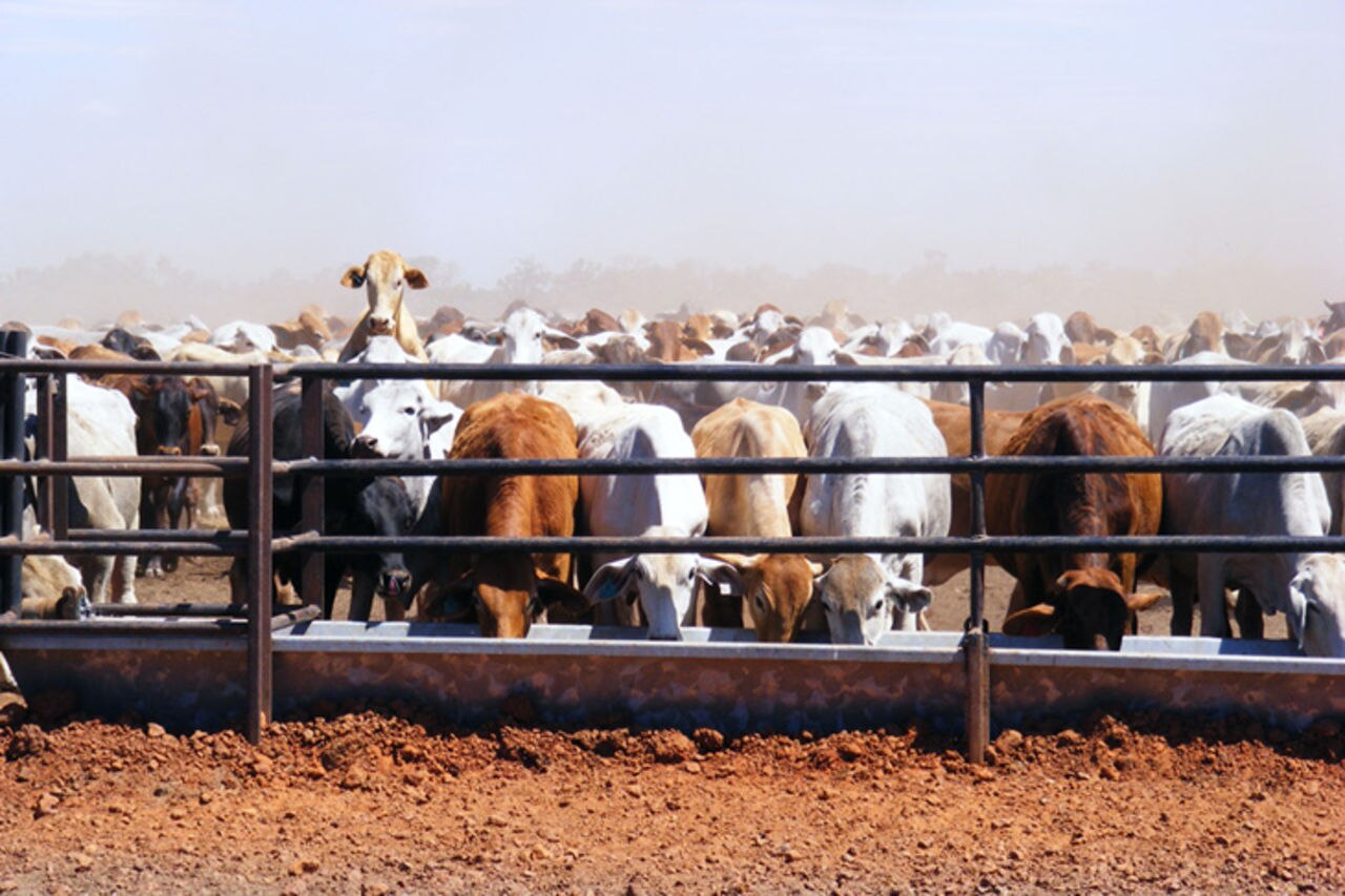 Rain slows NT cattle movement to Queensland - ABC News
