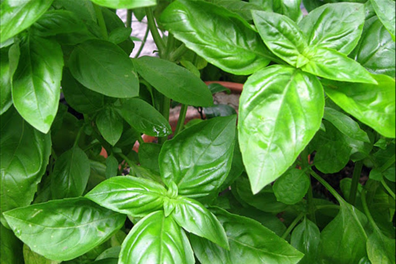 Happy herb production in Darwin's rural area - ABC News