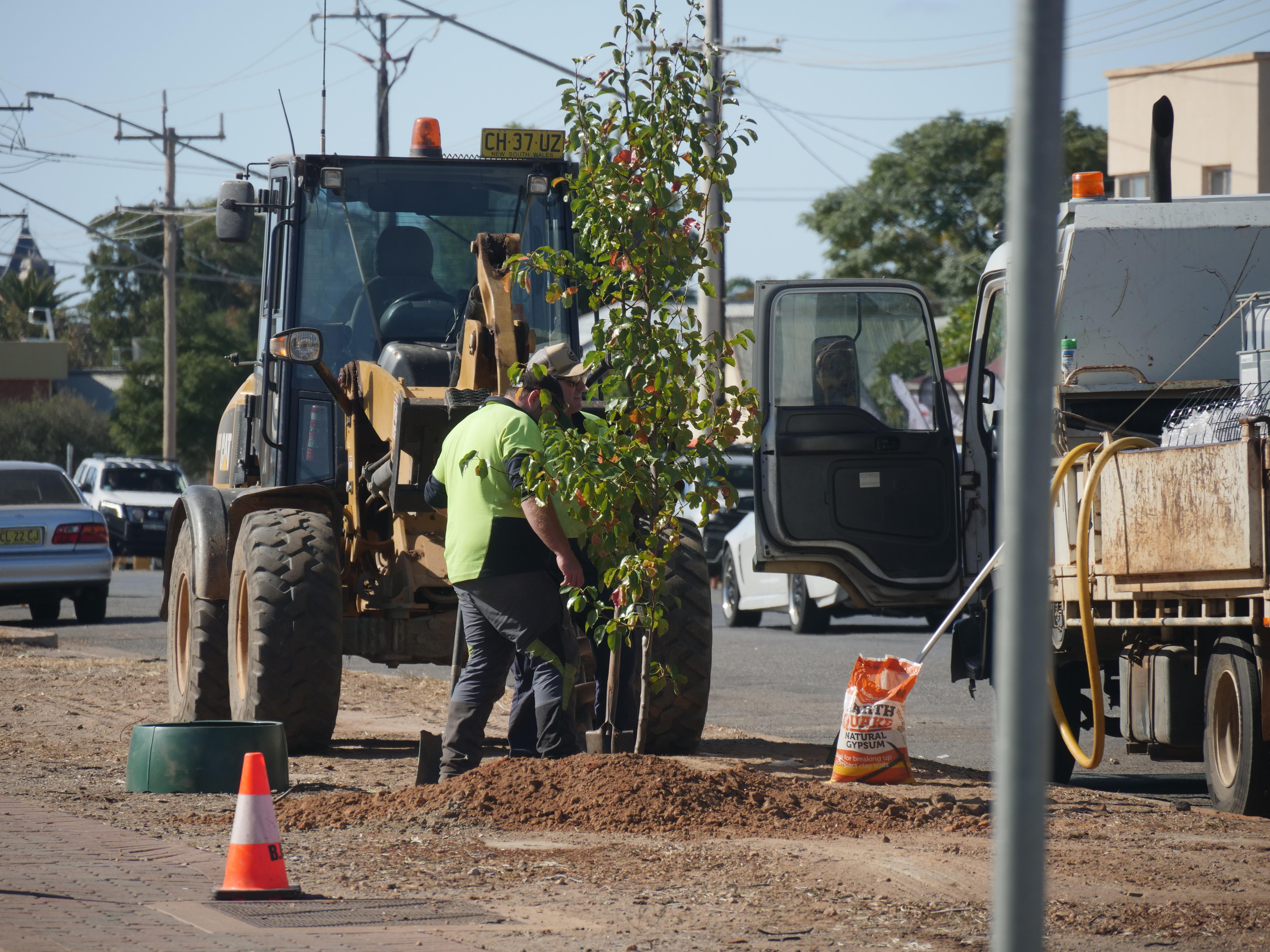 Landcare criticises Broken Hill City Council for 'outrageous' tree ...