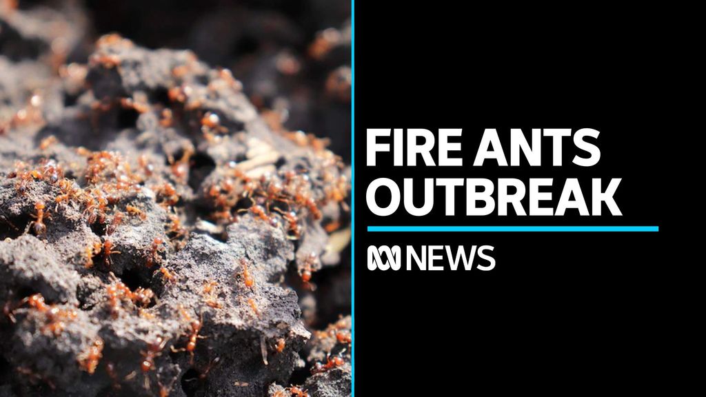 Fire ant outbreak a 'serious threat' to people's daily lives - ABC News