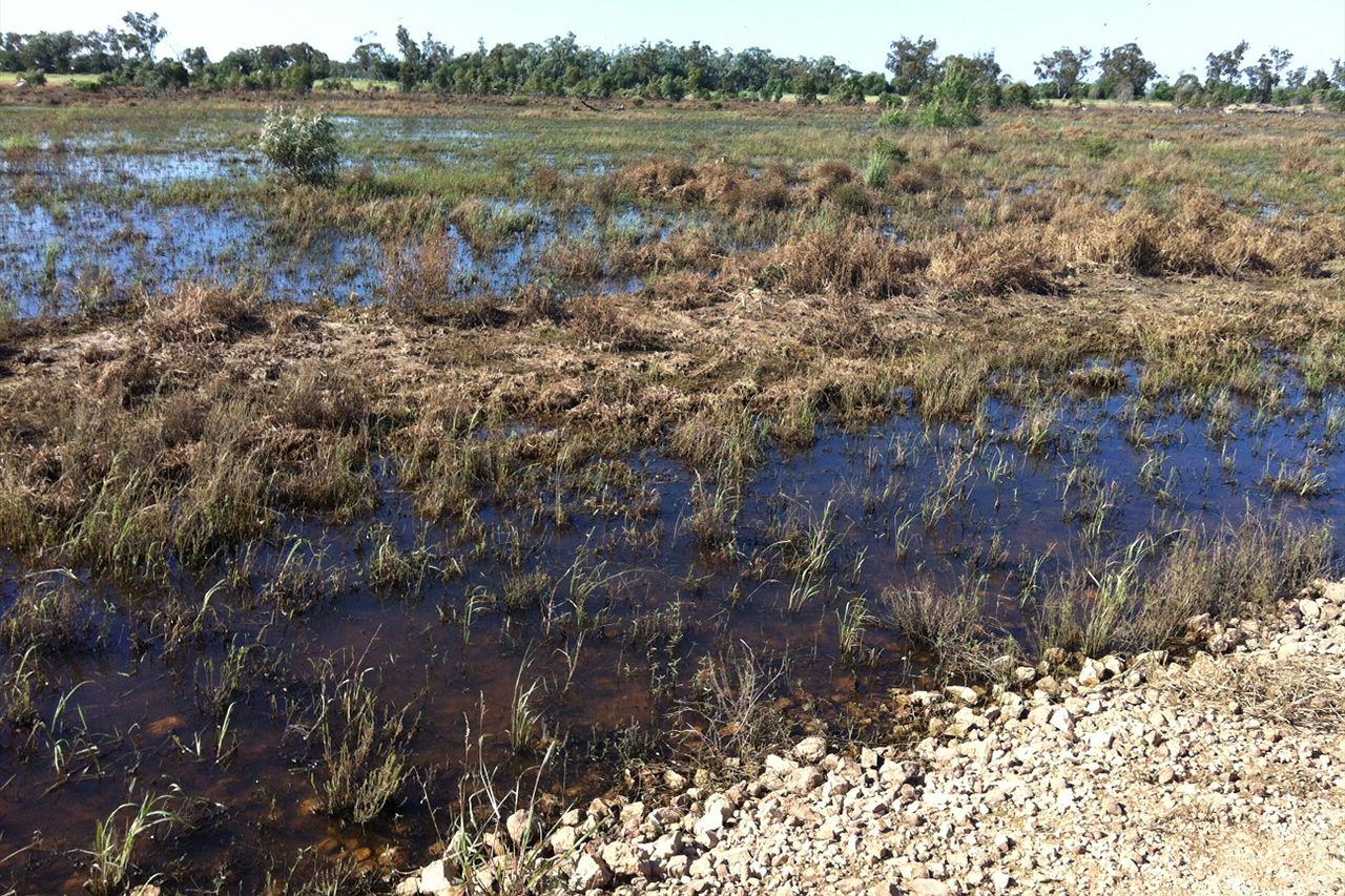 Waterlogged pastures turn black - ABC News