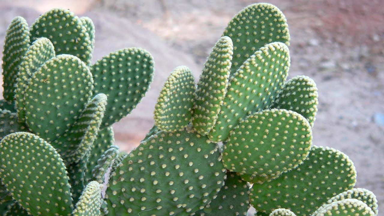 Dan Torre has hundreds of cactus plants in his garden in suburban ...