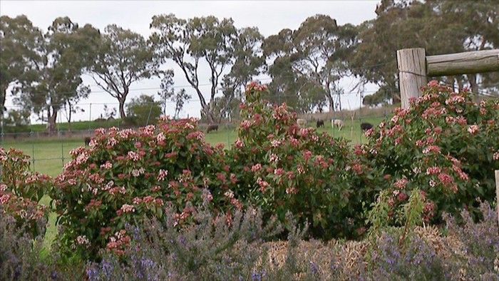 Flowering Hedges - Gardening Australia