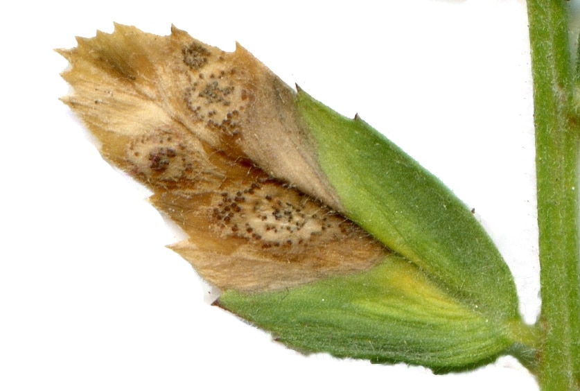Chickpea disease spreading in southern Australia - ABC News