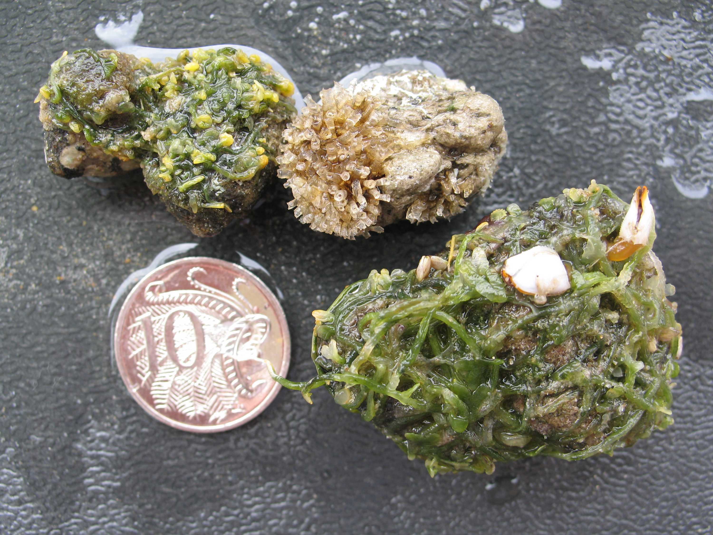 Coral 'hitchhiking' on drifting pumice could help form new reefs in ...