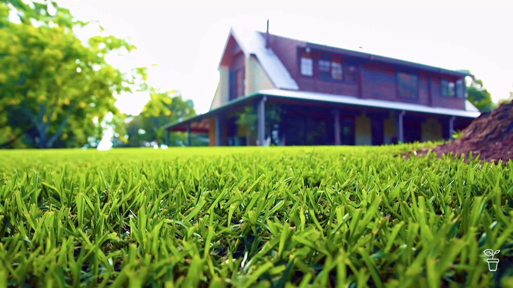 Watering New Turf - Gardening Australia