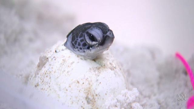 BTN: How climate change can affect turtle population - ABC Education
