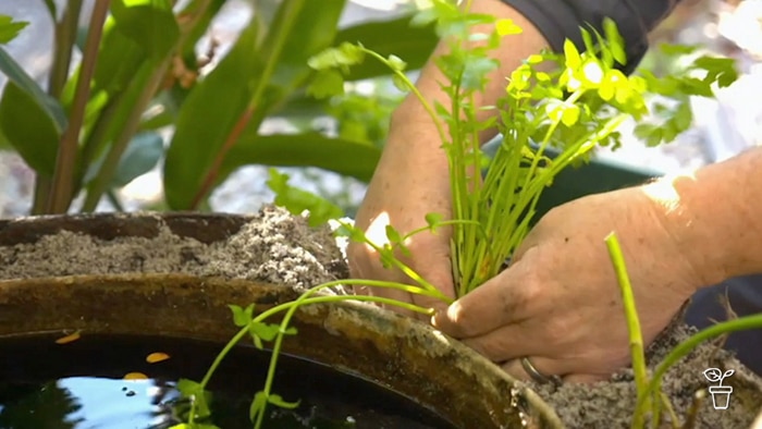 Hunter Helpers - Gardening Australia