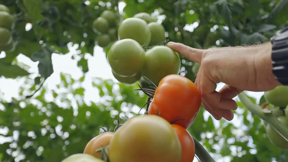 Catalyst: Why you should grow tomatoes in a greenhouse - ABC Education