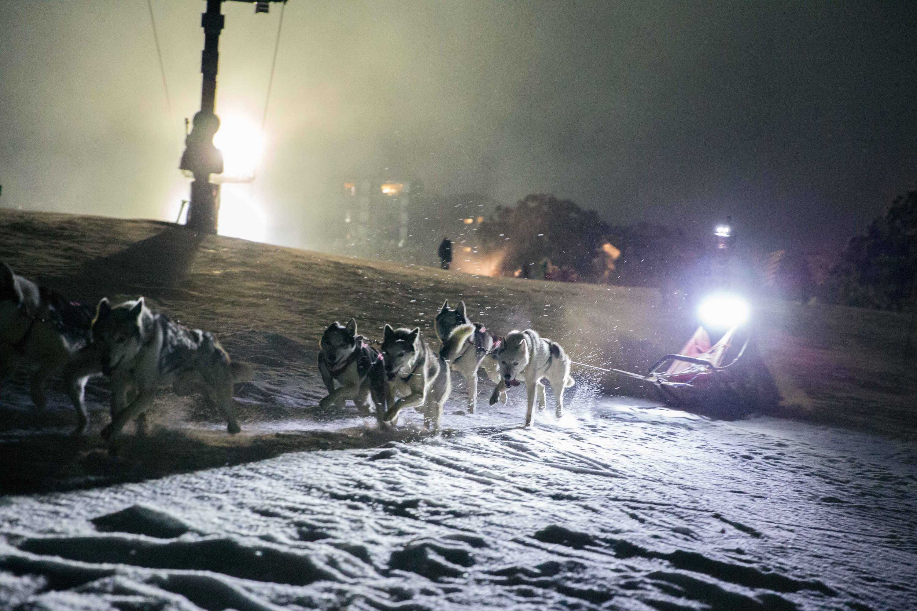 Sled dogs: at home in the snow - ABC News