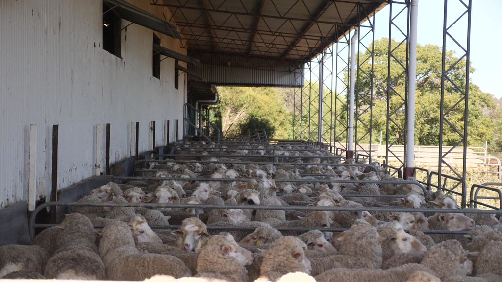 Shearing Boss: A young contractor helping to fill shearer shortage ...