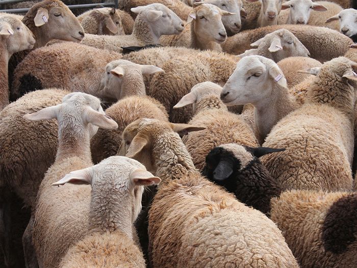 Support for electronic sheep identification - ABC News