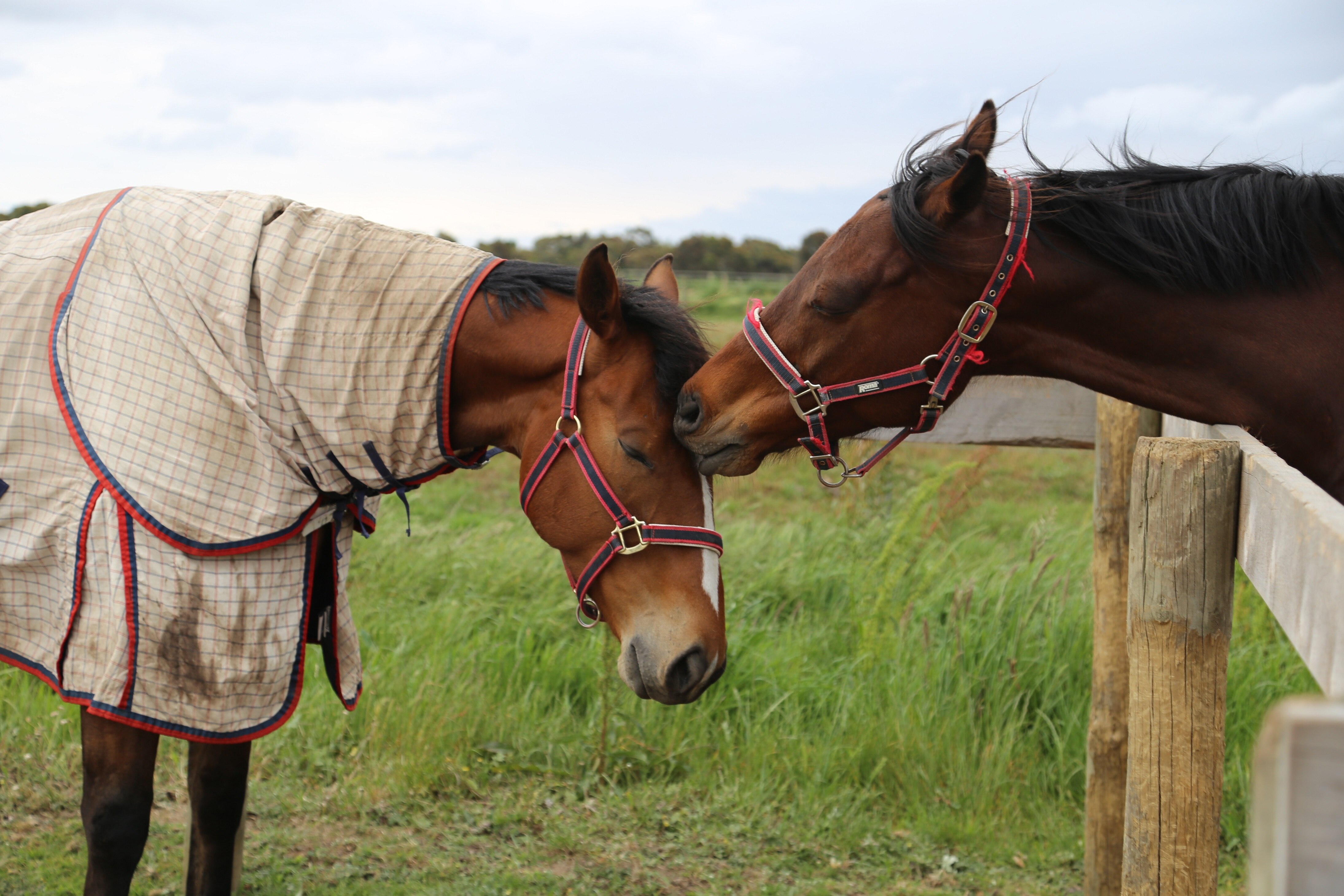 We visited one of Australia's biggest racehorse retrainers - triple j