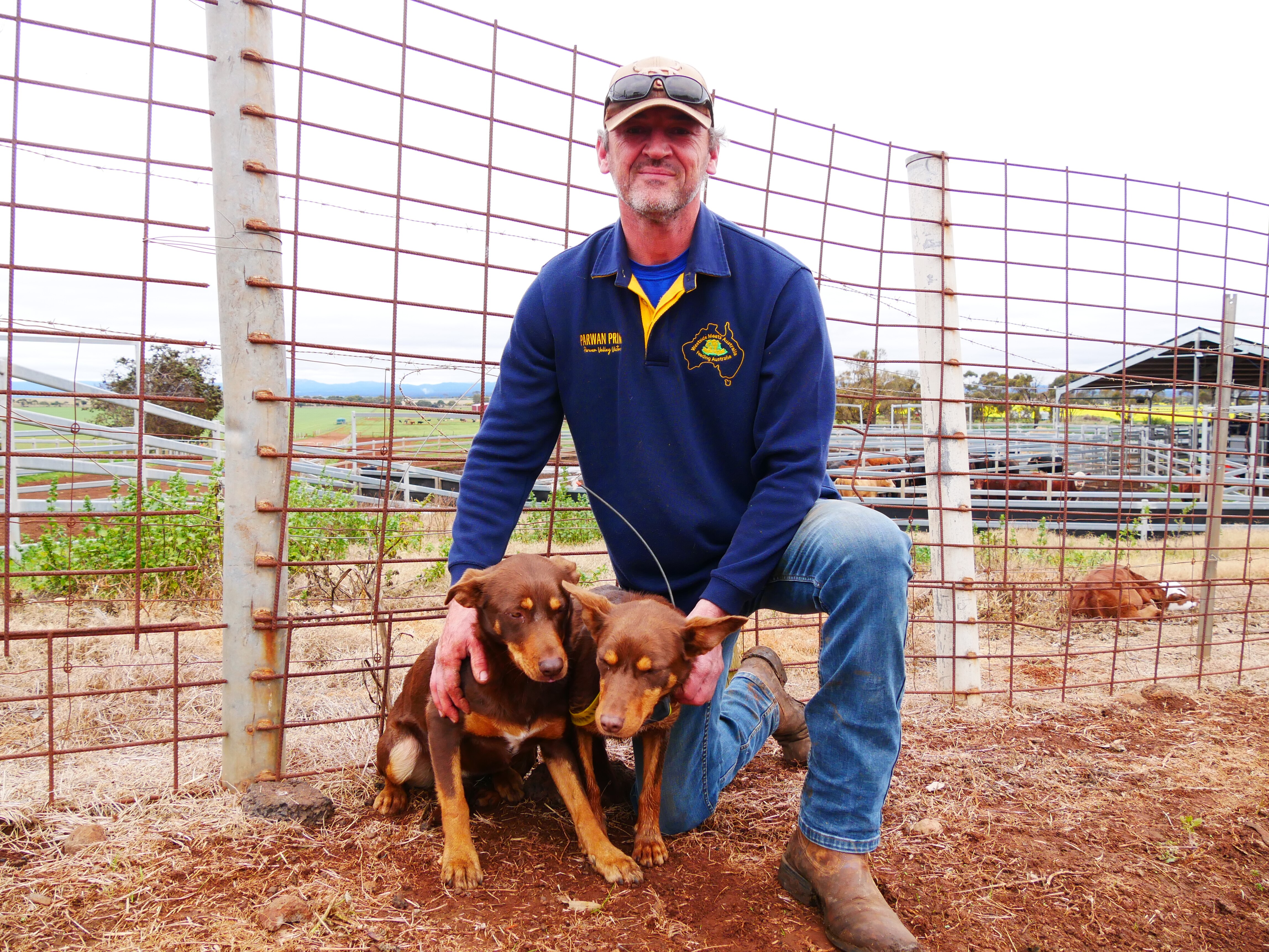 Working dogs compete in Cobber Challenge Relay - ABC News