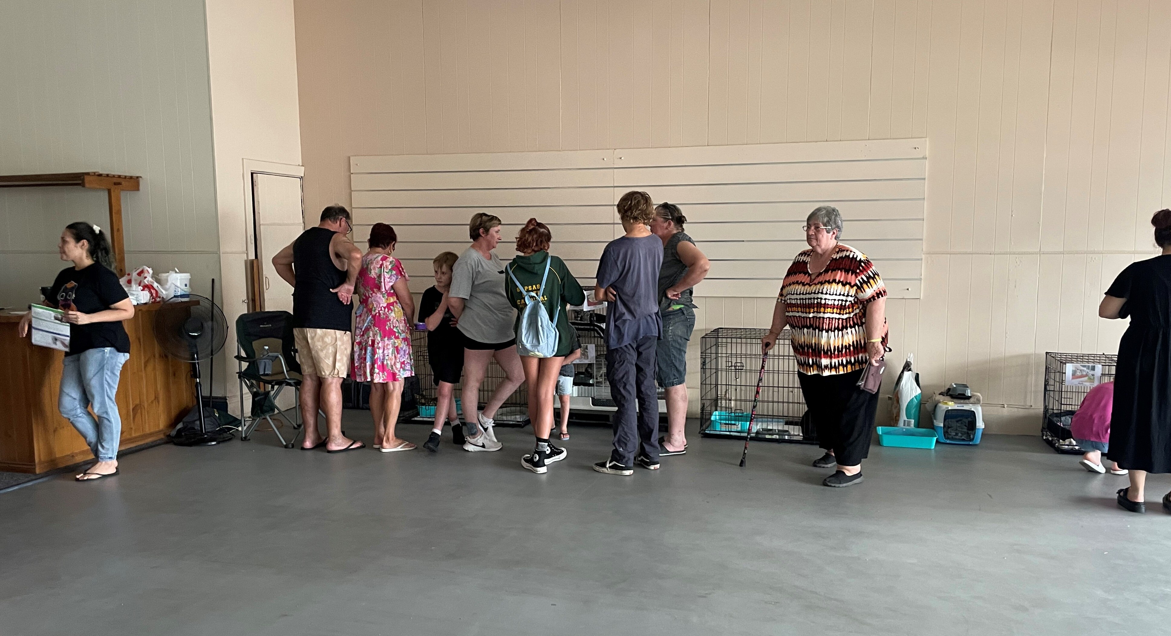 SA cat rescue volunteers urge owners to desex cats, surrender pets ...