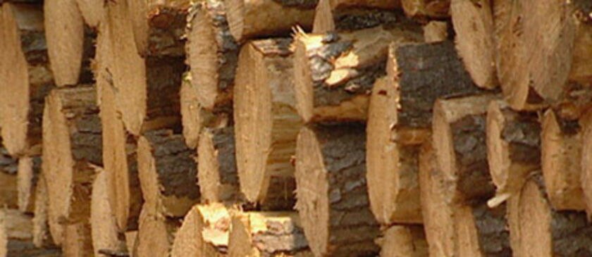 Queensland timber processors cry foul over hardwood logs being exported ...