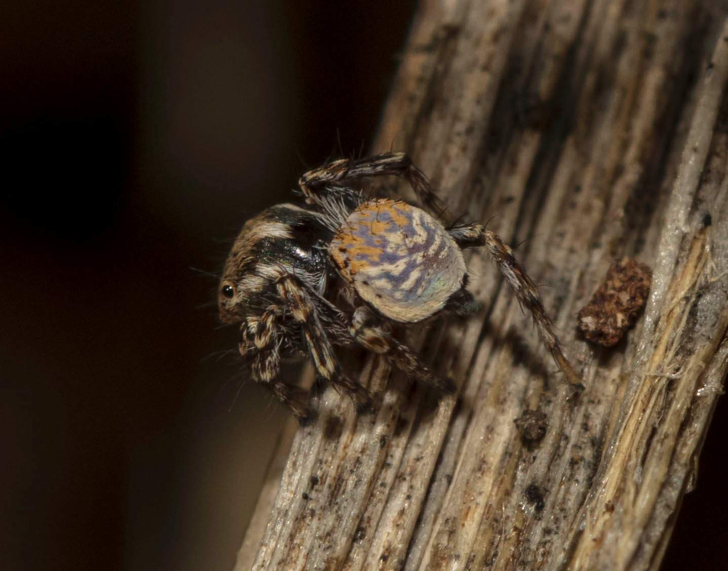 Bordertown retiree's backyard spider photos lead to scientific ...