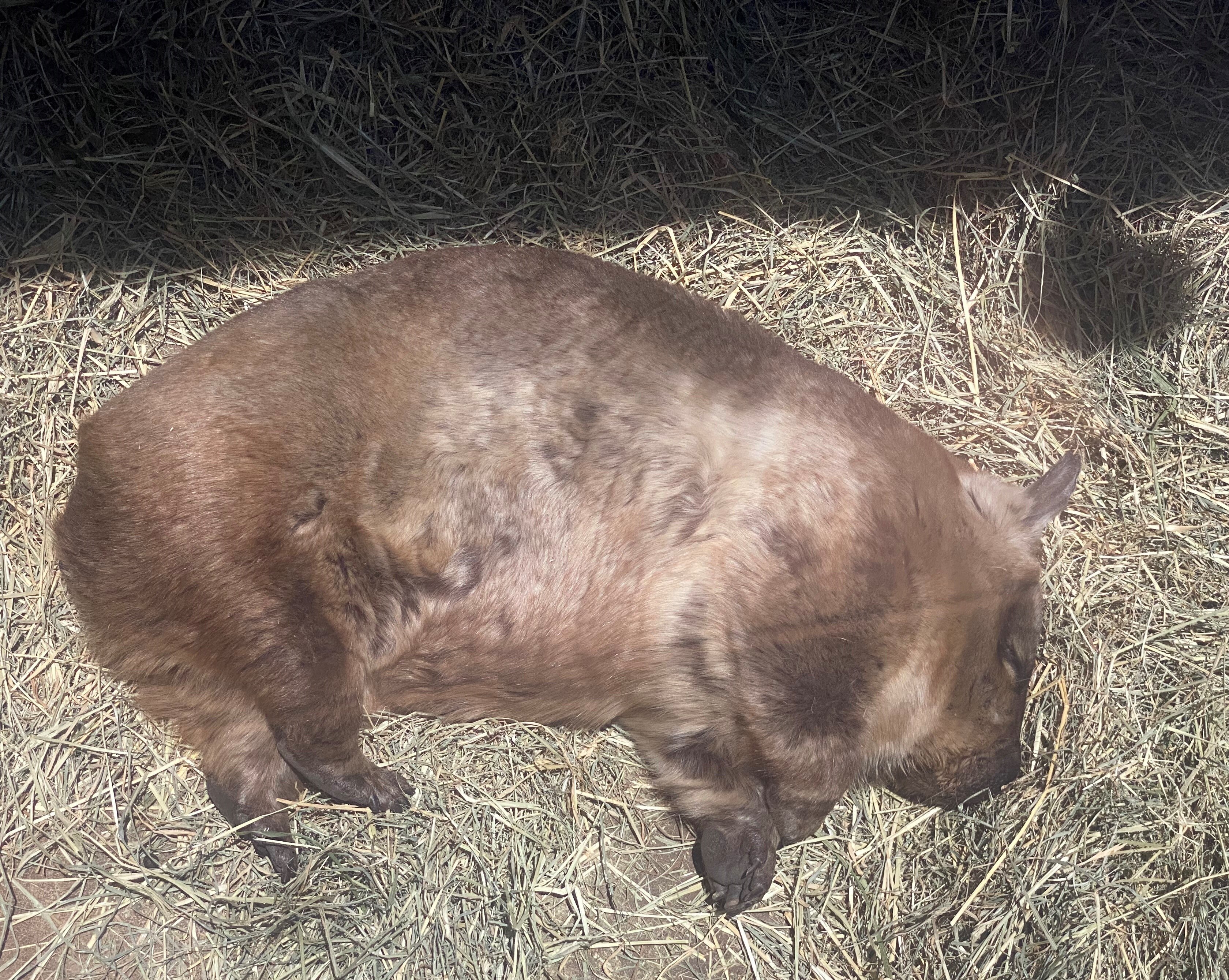How do you keep zoo animals cool in a heatwave? With sprinklers and icy ...