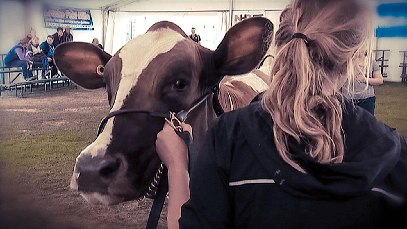 Cattle Judging - Behind The News