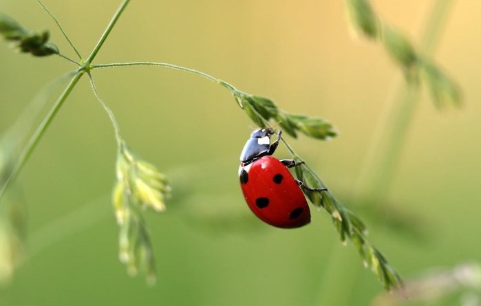 BTN: Ladybug life cycle - ABC Education