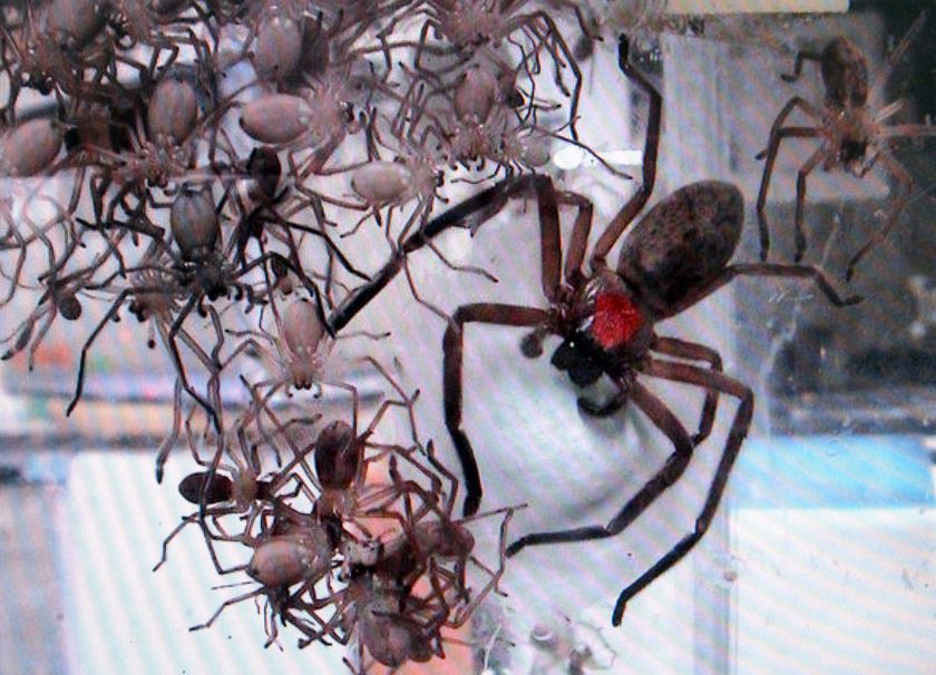 Huntsman spiders fight over family home - ABC News