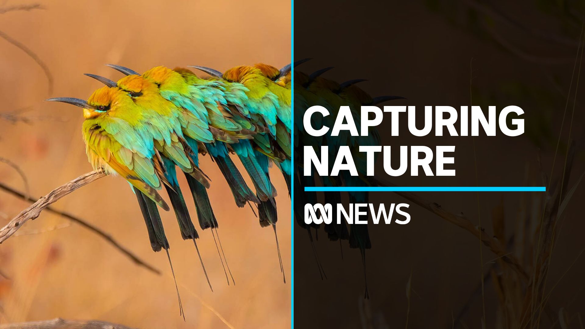 Australian nature photo competition marks 20 years - ABC News