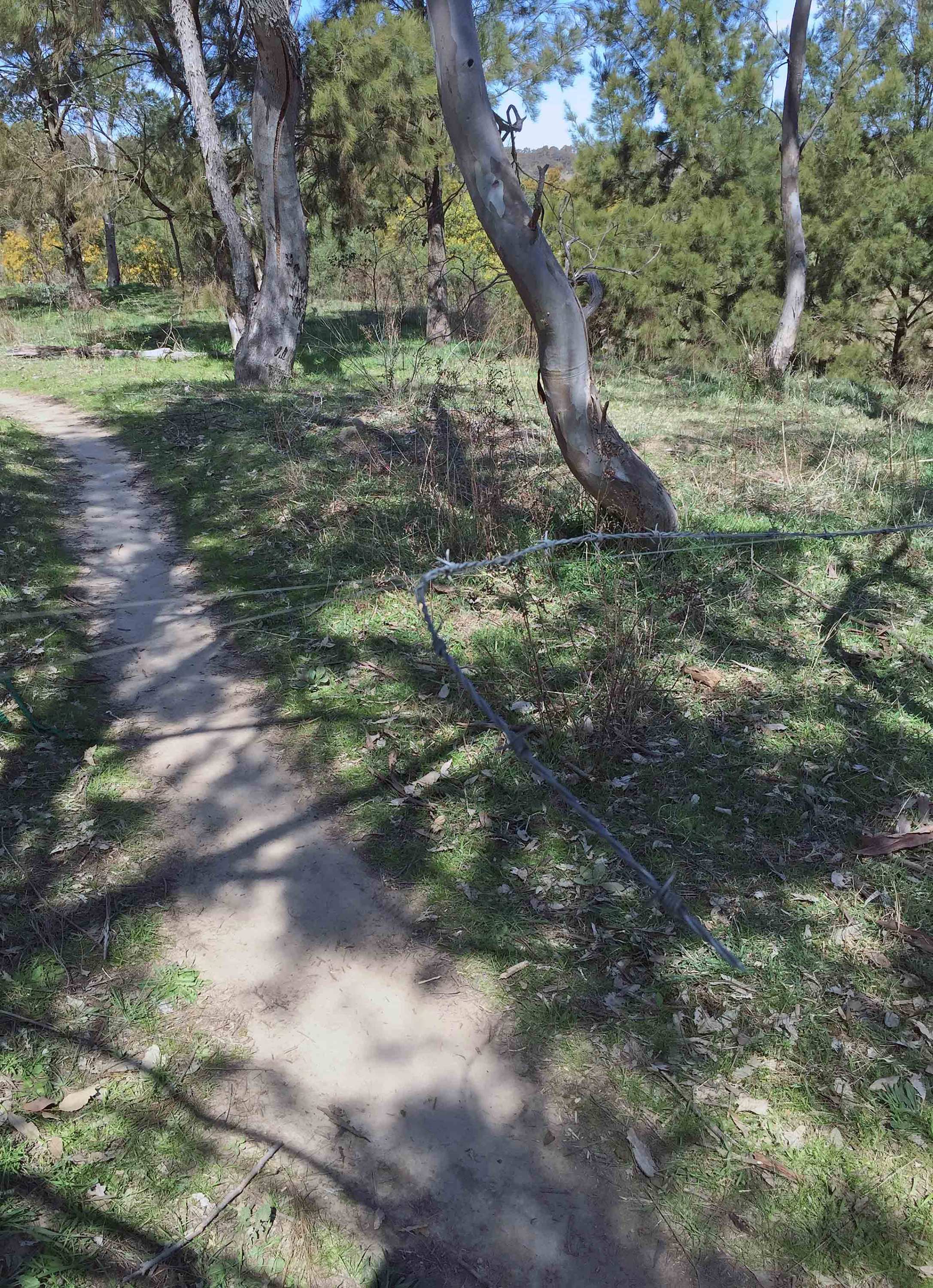 Barbed-wire booby trap strung across popular Centenary Trail walking ...