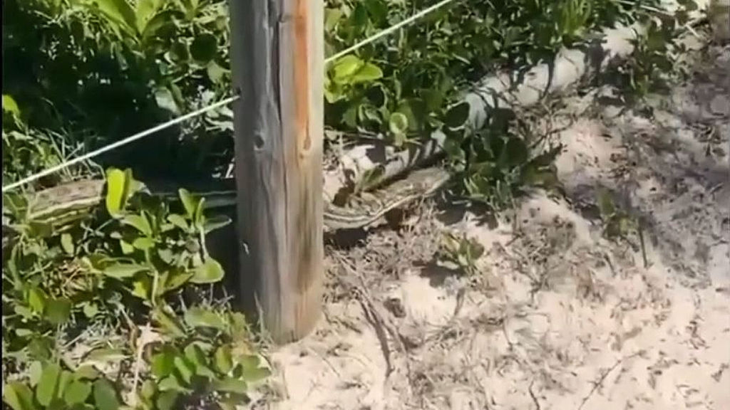 Sunshine Coast snake catchers recover 'one of the thickest' Red-Bellied ...