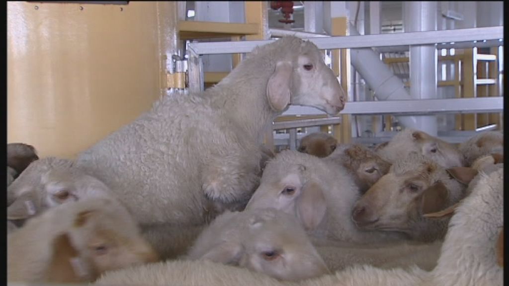 Department under fire over sheep slaughter footage - ABC News