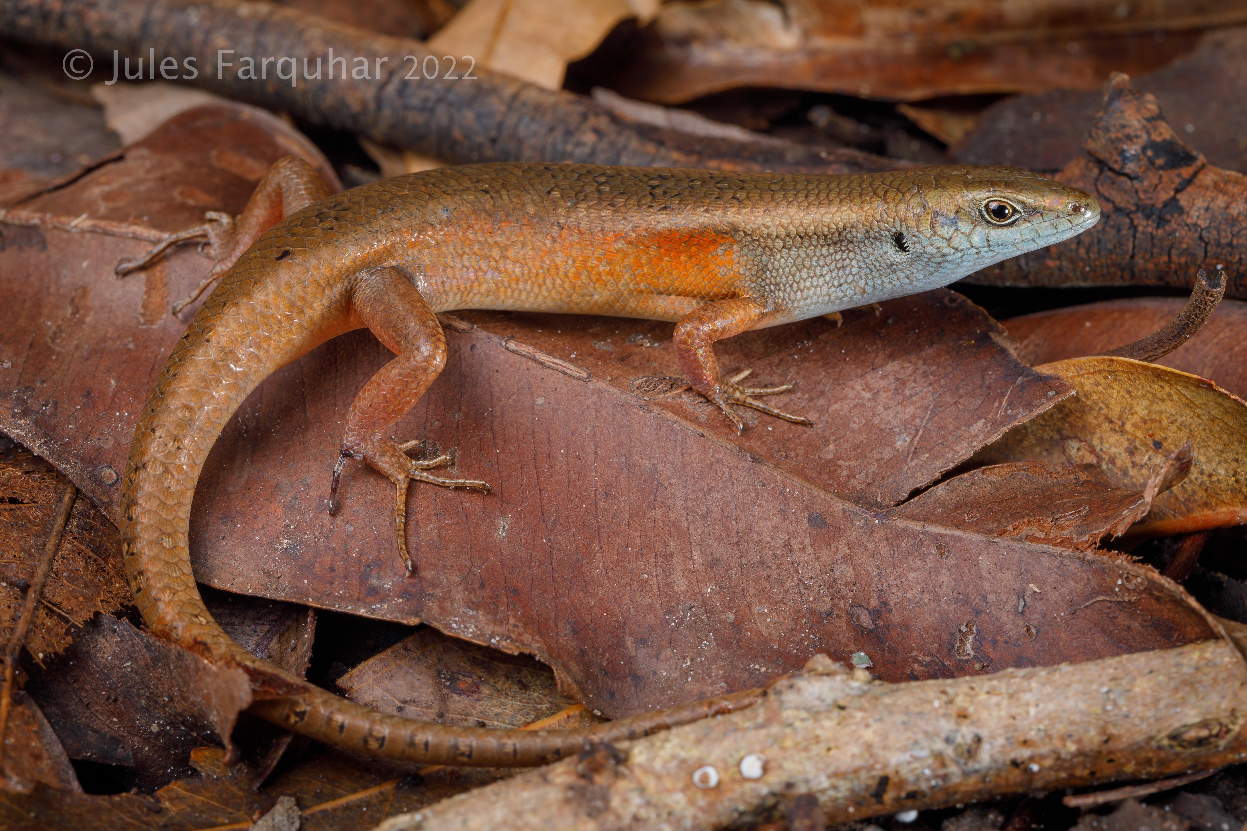 The quest to understand the six-toothed rainbow skink species ...