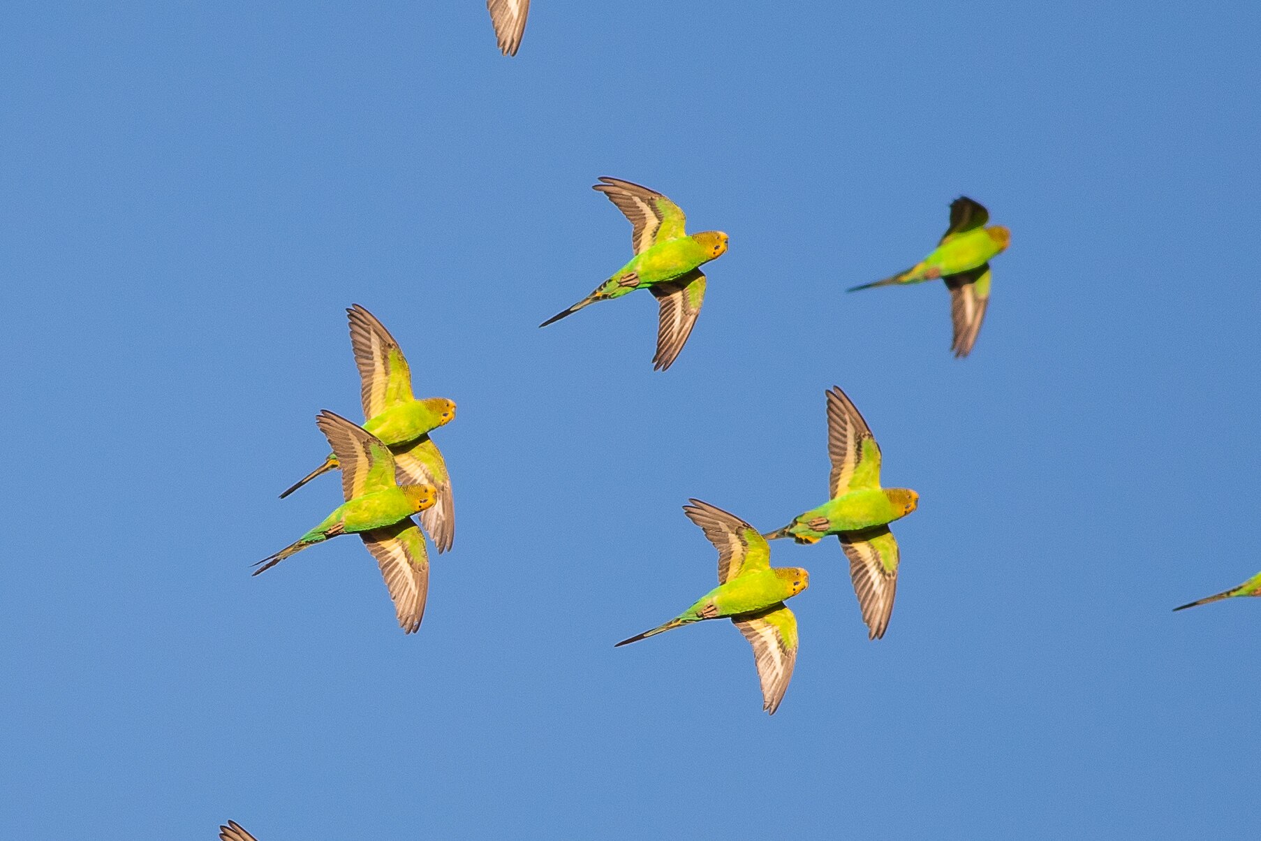 Budgies transform Red Centre into a sea of green and gold - ABC News