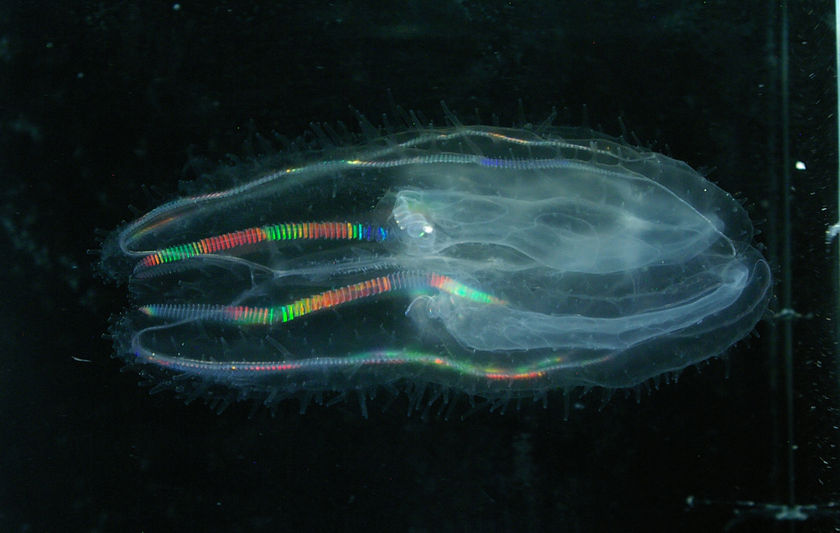 Scientist stumbles on new jellyfish species - ABC News