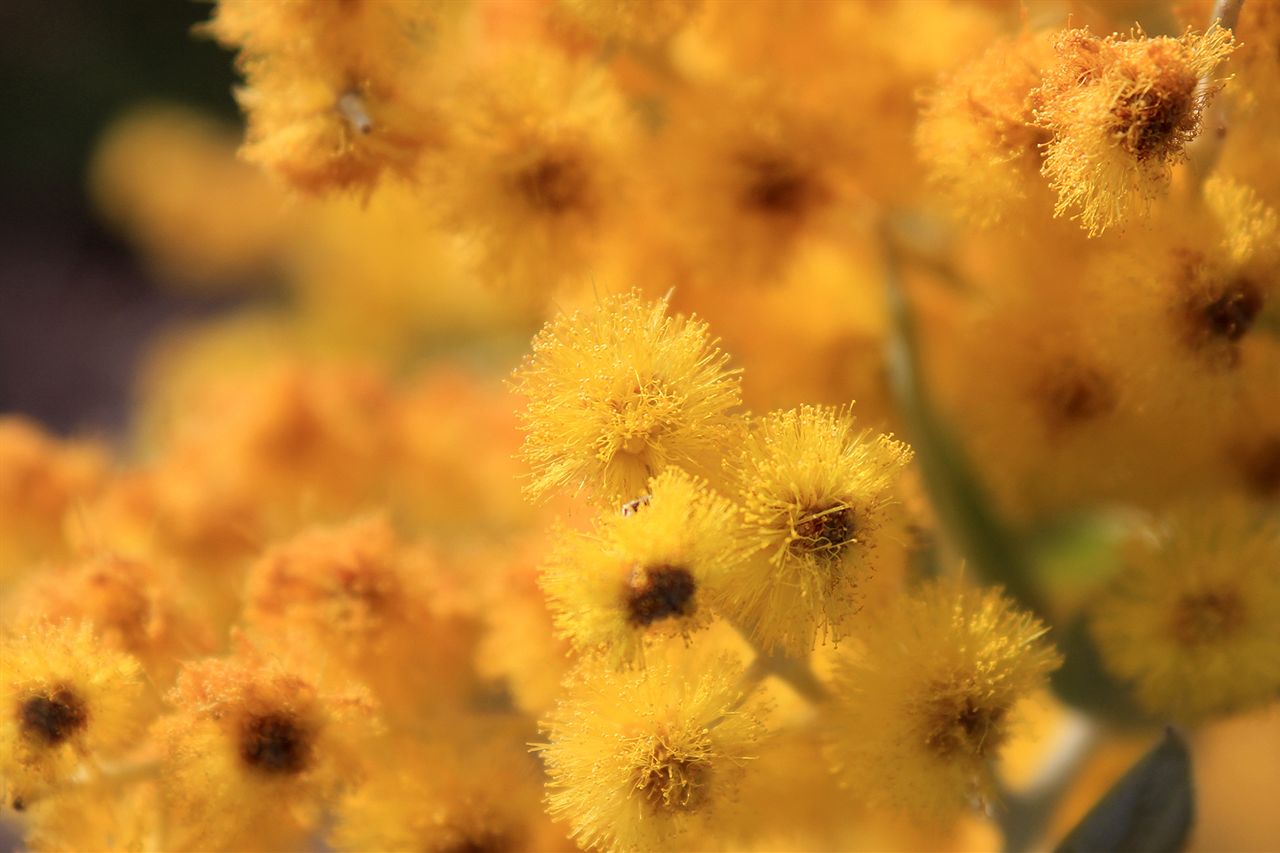 Spring in Canberra: warmer weather, blooming flowers and thousands of ...