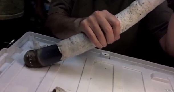 Giant sulphur-powered shipworm found for the first time in the ...