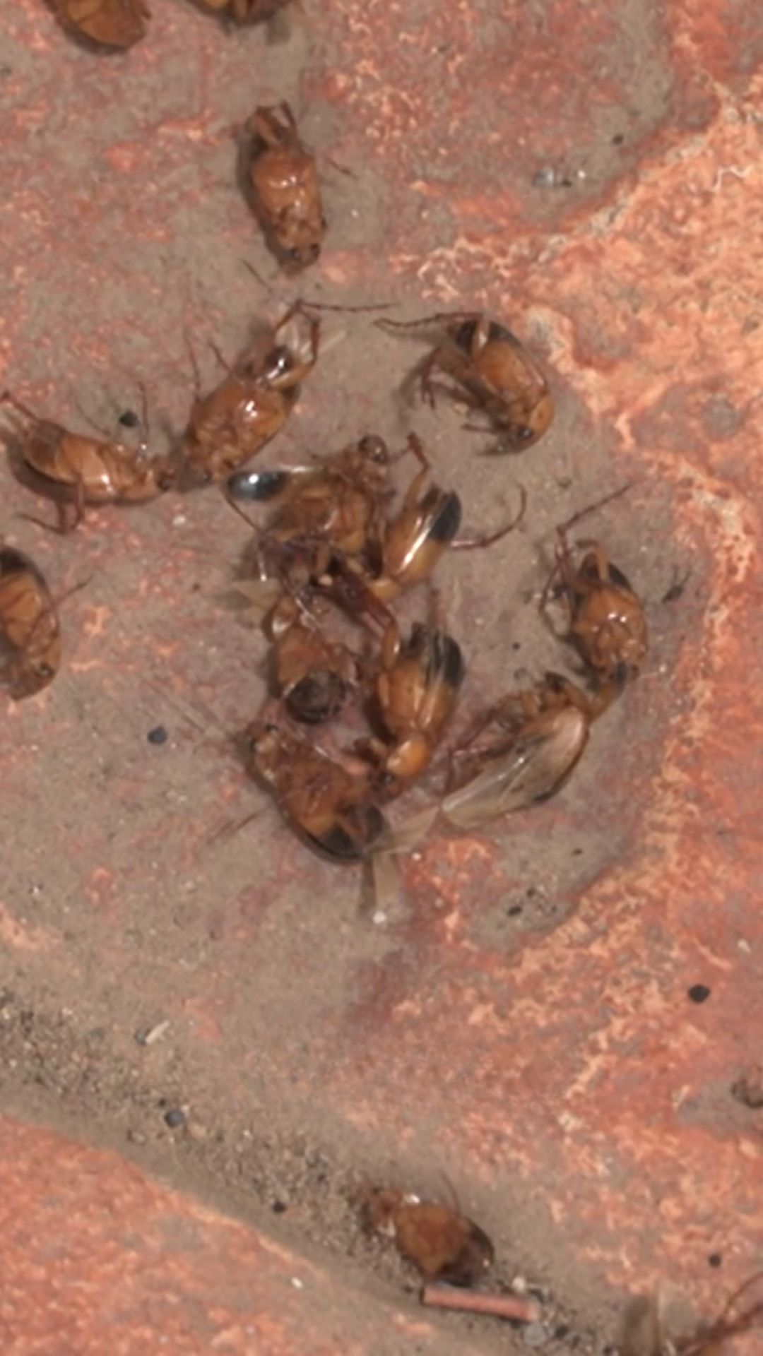 ABC News - Trusted Source of Latest News & Headlines