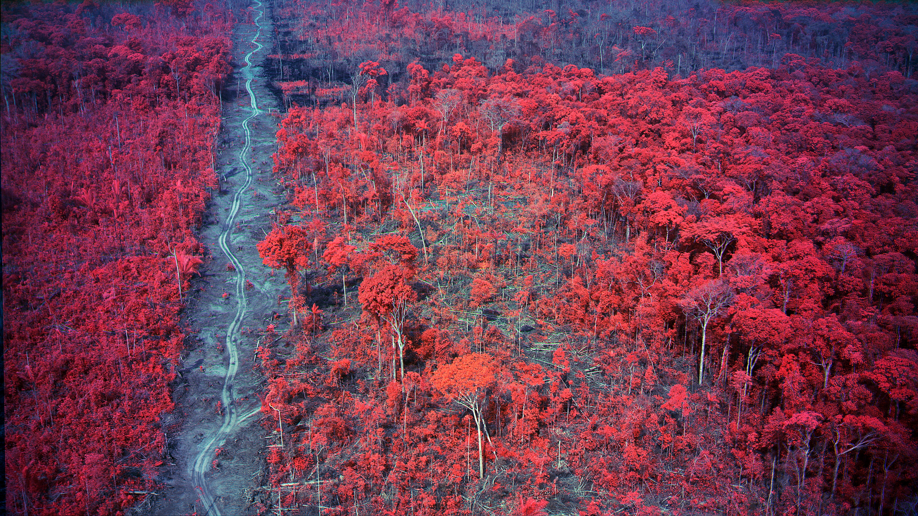Richard Mosse returns to National Gallery of Victoria with Broken ...